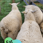 Fat Sheep Farm: The Perfect Vermont Farm Stay